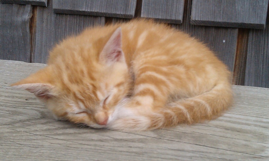 Babykatze - Gemüsehof Steiger